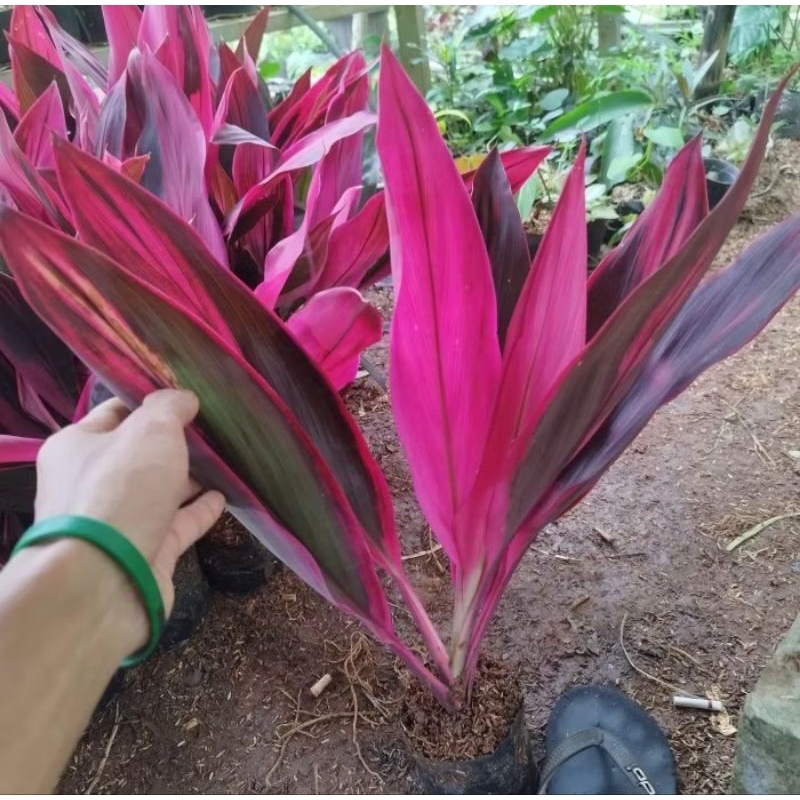 Jual Tanaman Hias Hanjuang Merah / Tanaman Outdoor Andong Merah ...