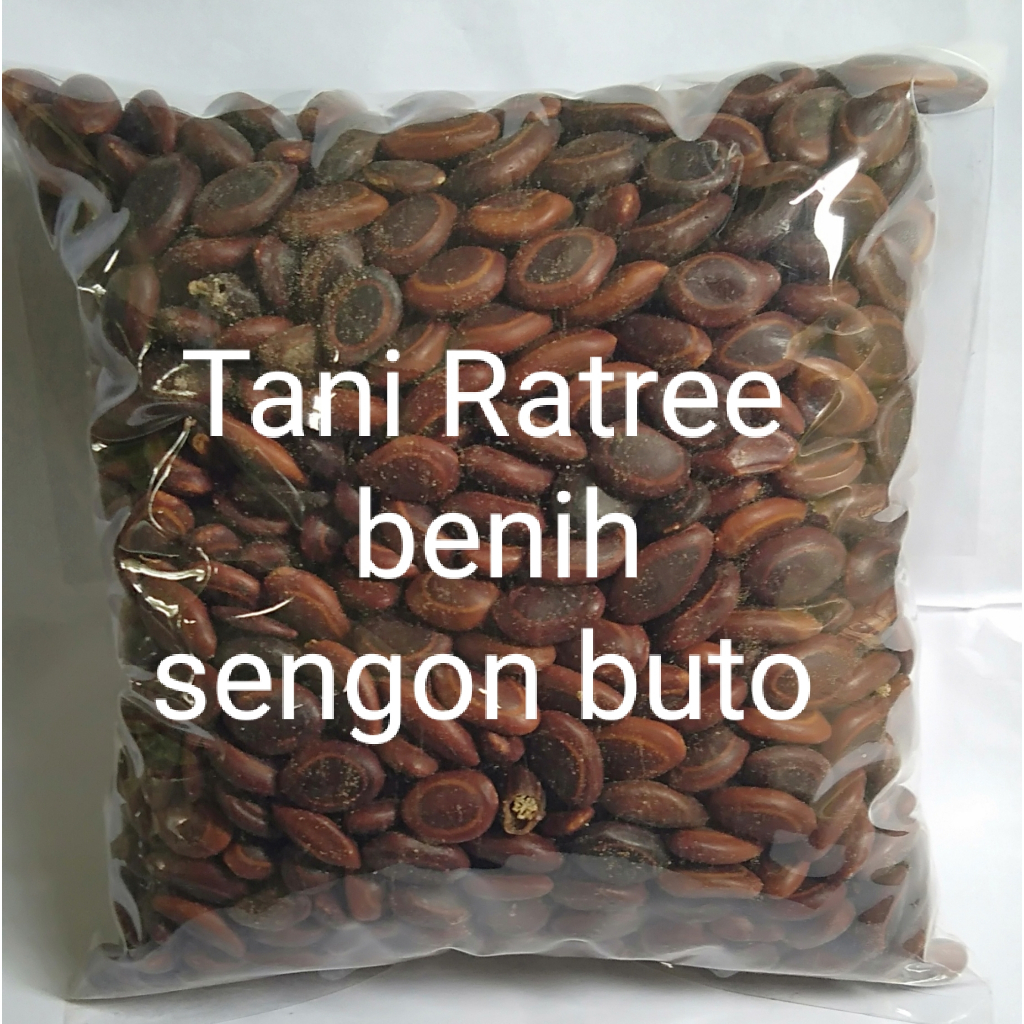 Jual Benih sengon buto 1 kg | Shopee Indonesia