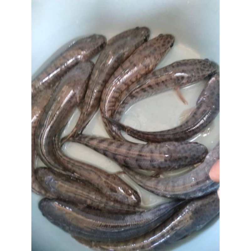 Jual Ikan Gabus Segar 1 Kg - Ikan Gabus Hidup 1 Kg - Bonus Pakan ...