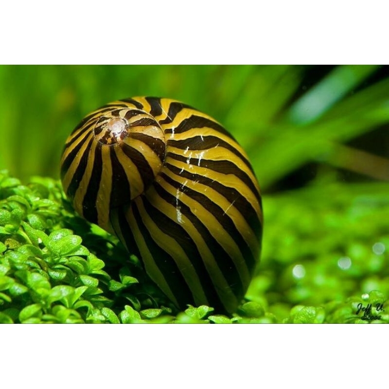 Jual Keong Turbo Keong Pembasmi Lumut Aquarium Aquascape | Shopee Indonesia