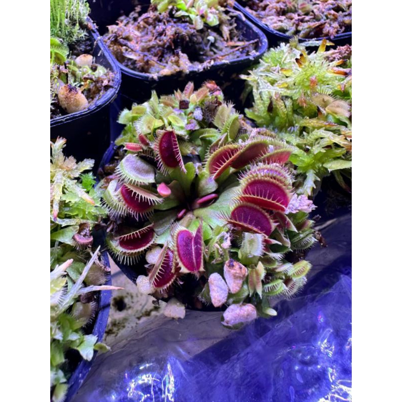 Jual Venus Flytrap FTXR | Shopee Indonesia