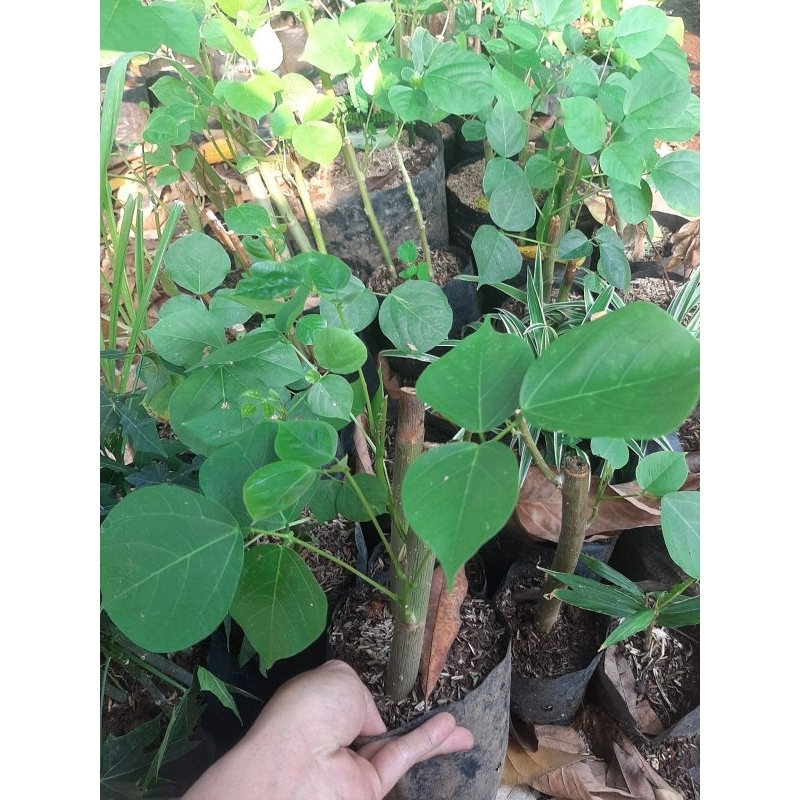 Jual Tanaman herbal dadah serep pohon dadap | Shopee Indonesia