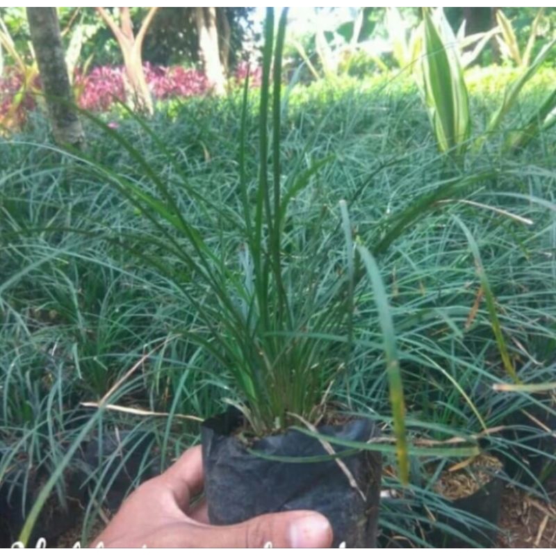 Jual Tanaman hias kucai gondrong tanaman kucai murah | Shopee Indonesia