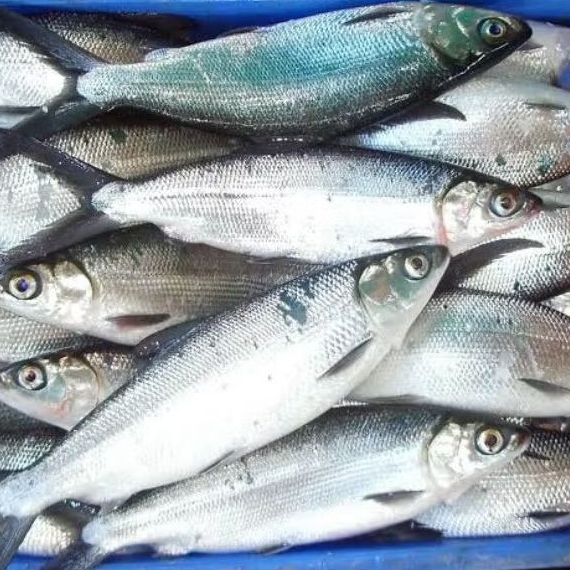 Jual Ikan Bandeng Segar 1kg Fresh Frozen / Ikan Bandeng Beku Segar ...