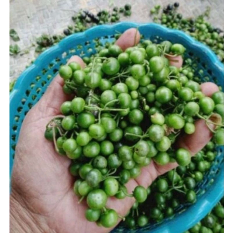 Jual buah leunca 1000g | Shopee Indonesia