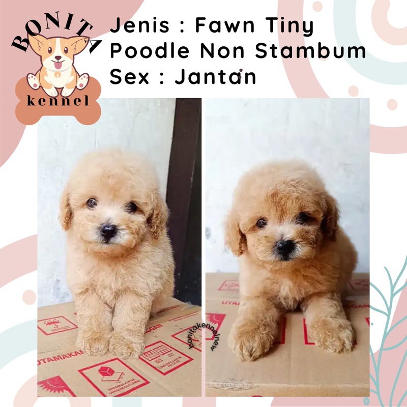 Jual Fawn Tiny Poodle Non Stambum Jantan | Shopee Indonesia