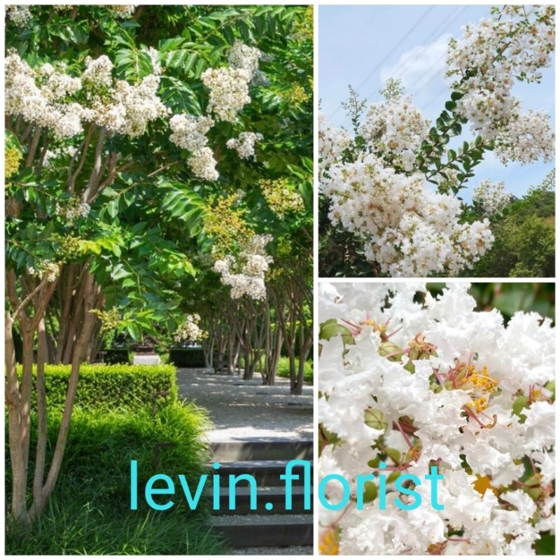 Jual Lagerstroemia tomentosa / lagerstoemia crape myrtle alba putih ...