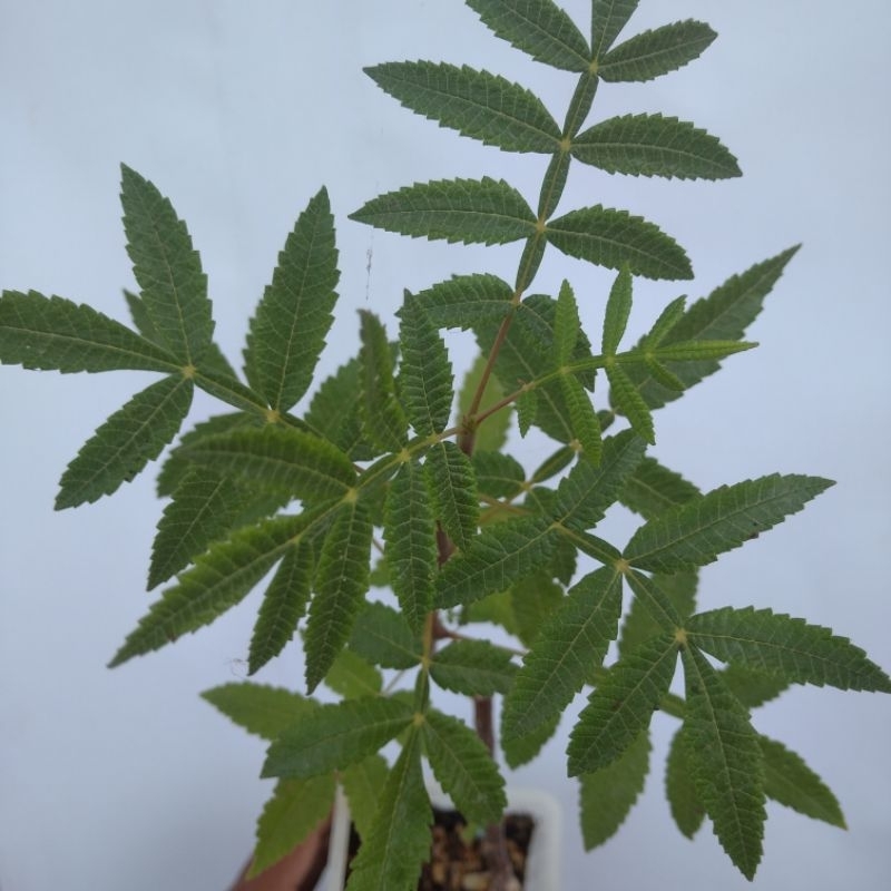 Jual bursera bicolor (medium 20-30cm) | Shopee Indonesia