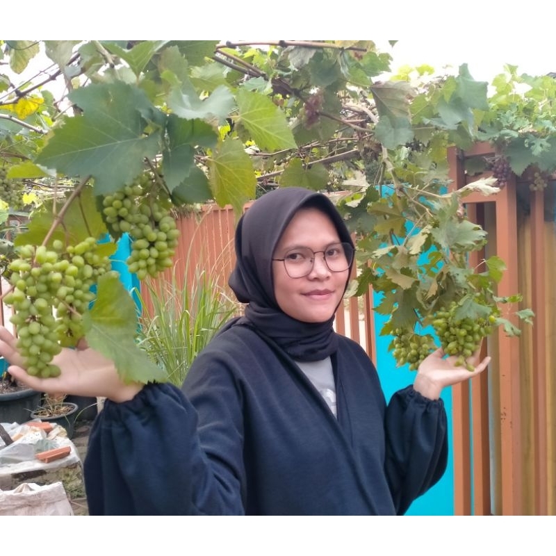 Jual Entres anggur trans, harga per matun | Shopee Indonesia