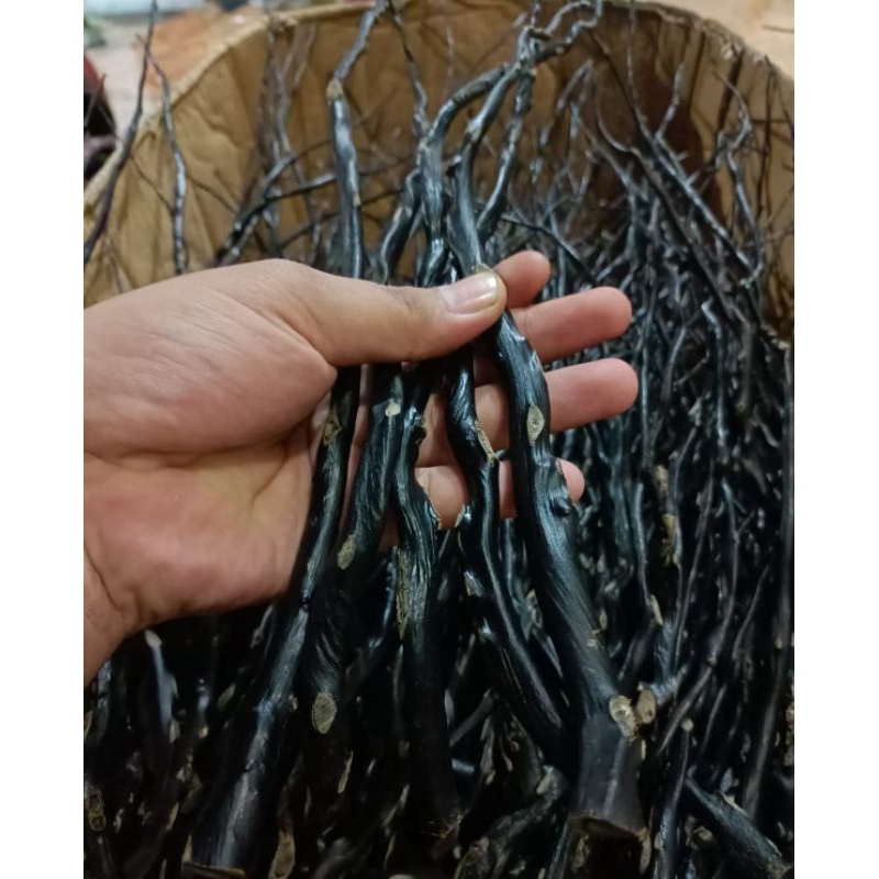 Jual Bahan Akar Bahar Hitam Super Size Sedang(1 Batang) | Shopee Indonesia