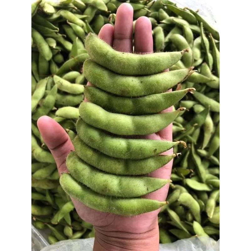 Jual Edamame Fresh | Shopee Indonesia