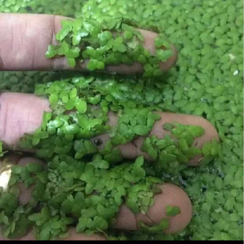 Jual minor mata lele tanaman apung air | Shopee Indonesia