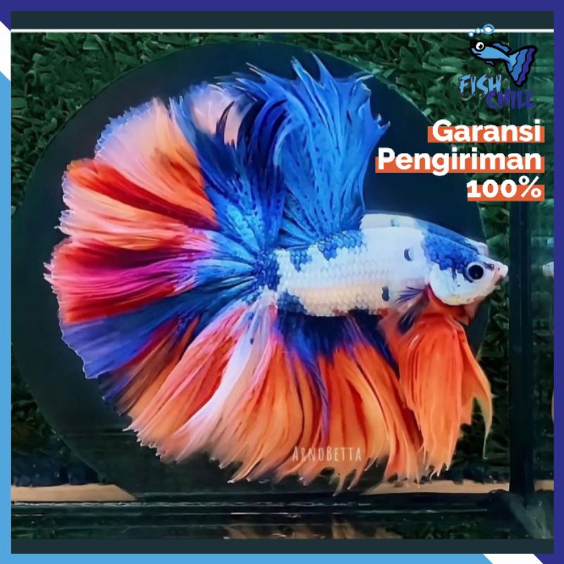 Jual Hiasan Aquarium • CUPANG HALFMOON MULTICOLOUR • Aquascape Soliter ...