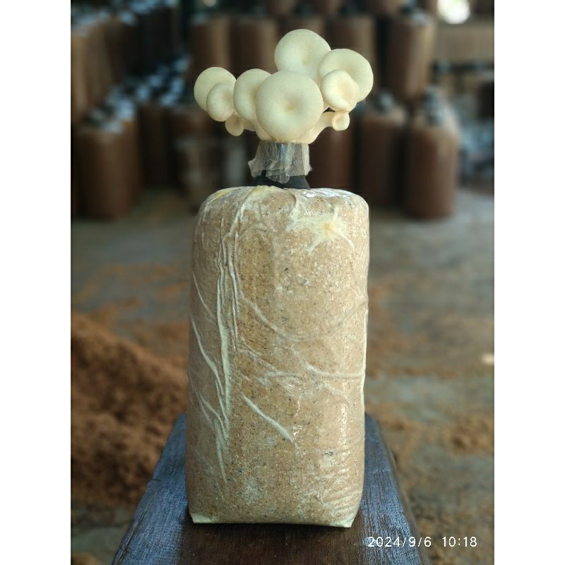 Jual Baglog Jamur Tiram Putih | Shopee Indonesia