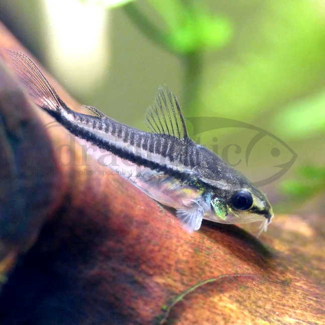 Jual (INSTANT BANDUNG) IKAN HIAS CORYDORAS PYGMY PYGMAEUS CORY CATFISH ...