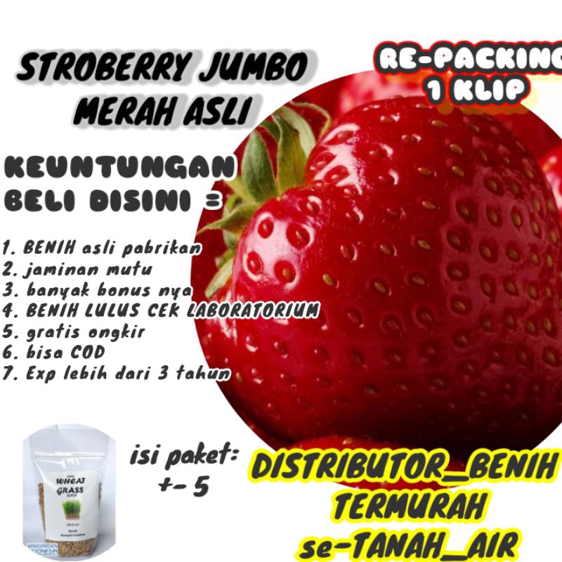 Jual BENIH STRAWBERRY MERAH JUMBO | Shopee Indonesia
