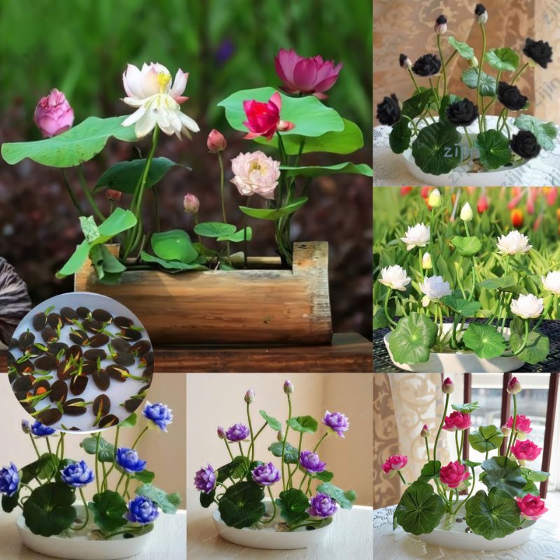Jual Isi 5 Biji Bibit Benih Bunga Lotus Mini Mudah Tumbuh / Benih Lotus ... Jual Isi 5 Biji Bibit Benih Bunga Lotus Mini Mudah Tumbuh / Benih Lotus ...