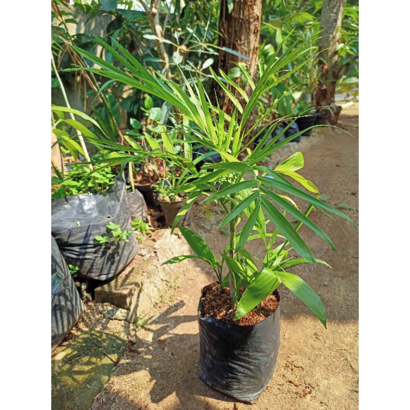Jual 0Tanaman indoor palem komodoria / palem bambu 50 cm RIMBUN ...