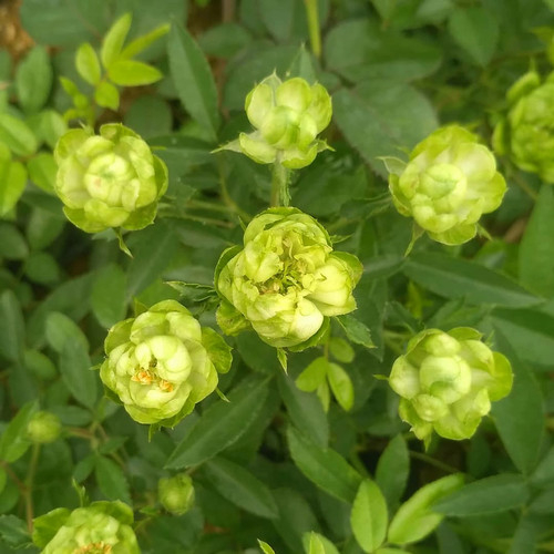 Jual tanaman bunga mawar hijau eclair import asli - Tanaman Hias Bunga ...