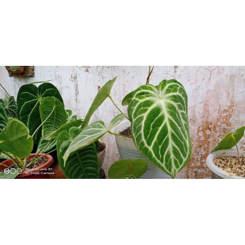 Jual anthurium silver tiger | Shopee Indonesia