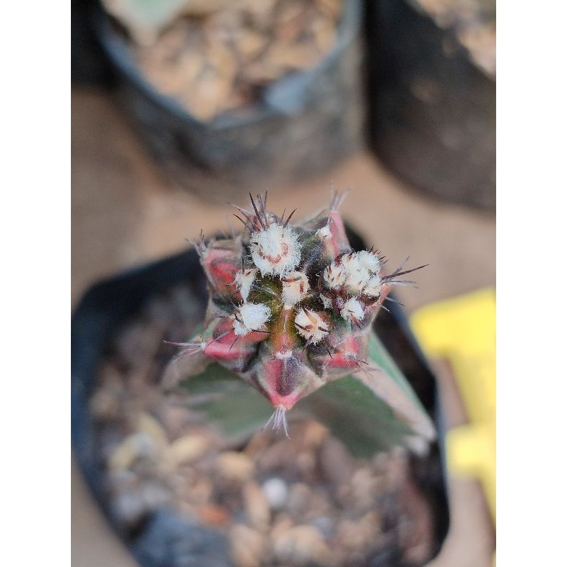 Jual japan clone ada calon anakan | Shopee Indonesia