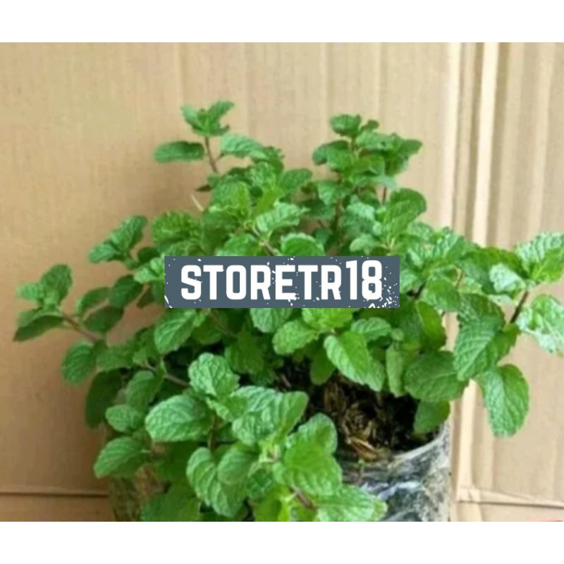 Jual Bibit Benih Tanaman Daun Mint Per 1 Paket | Shopee Indonesia