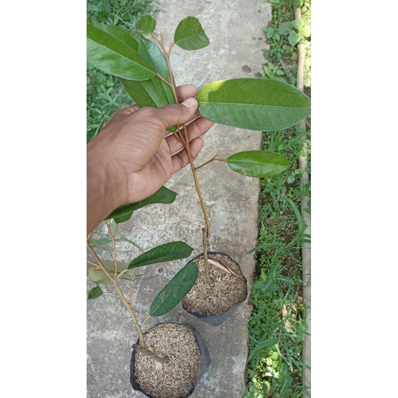 Jual bibit durian super tembaga asli dari jawa | Shopee Indonesia