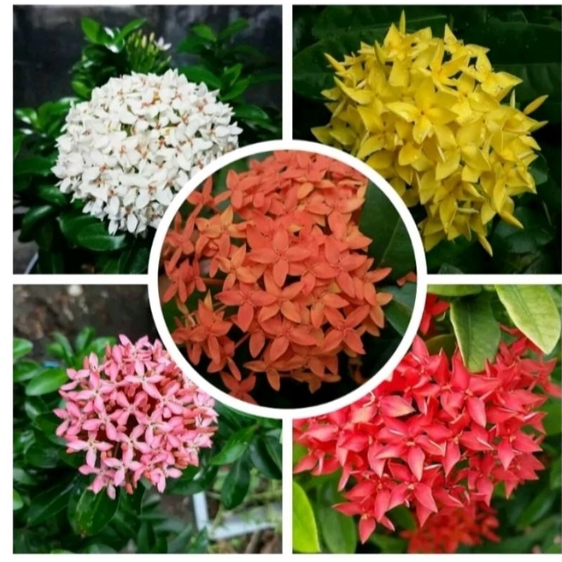 Jual Tanaman bunga asoka / soko bisa pilih warna | Shopee Indonesia