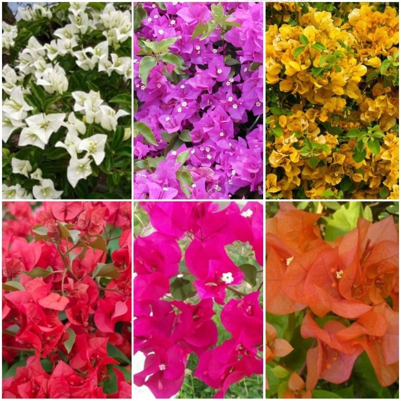 Jual Tanaman Hias Bunga Bougenville / Bunga Kertas Aneka Warna | Shopee ...