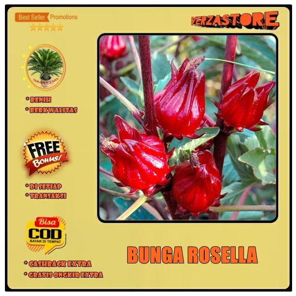 Jual biji benih bunga rosella [tanaman herbal ] /20 butir | Shopee ...