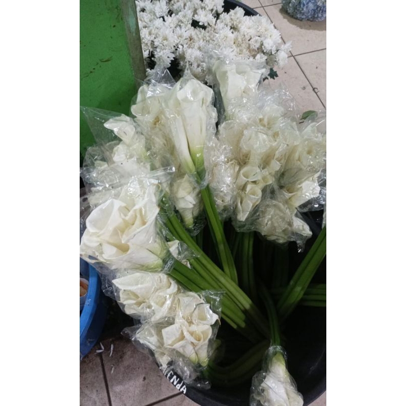 Jual Calla Lily putih (fresh flower) warna putih | Shopee Indonesia