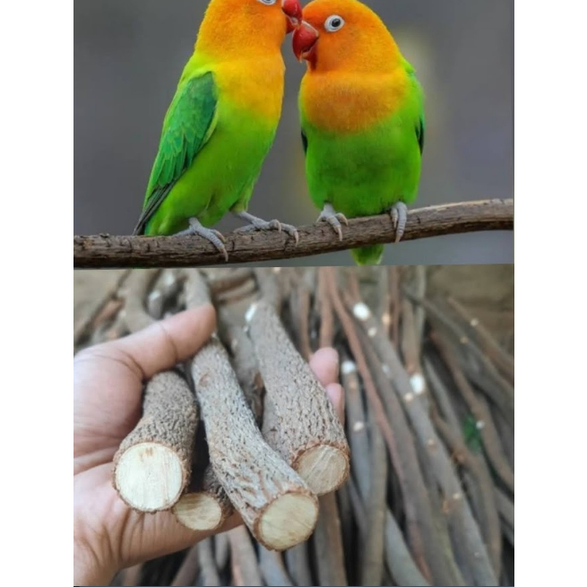 Jual Ranting kayu asam/ pijakan kaki burung / ranting pohon asem ...