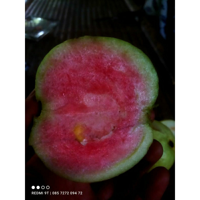 Jual Buah Jambu kristal (merah_Putih 500gr) | Shopee Indonesia