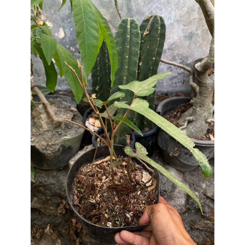 Jual Abelmoschus manihot Sp Papua | Shopee Indonesia