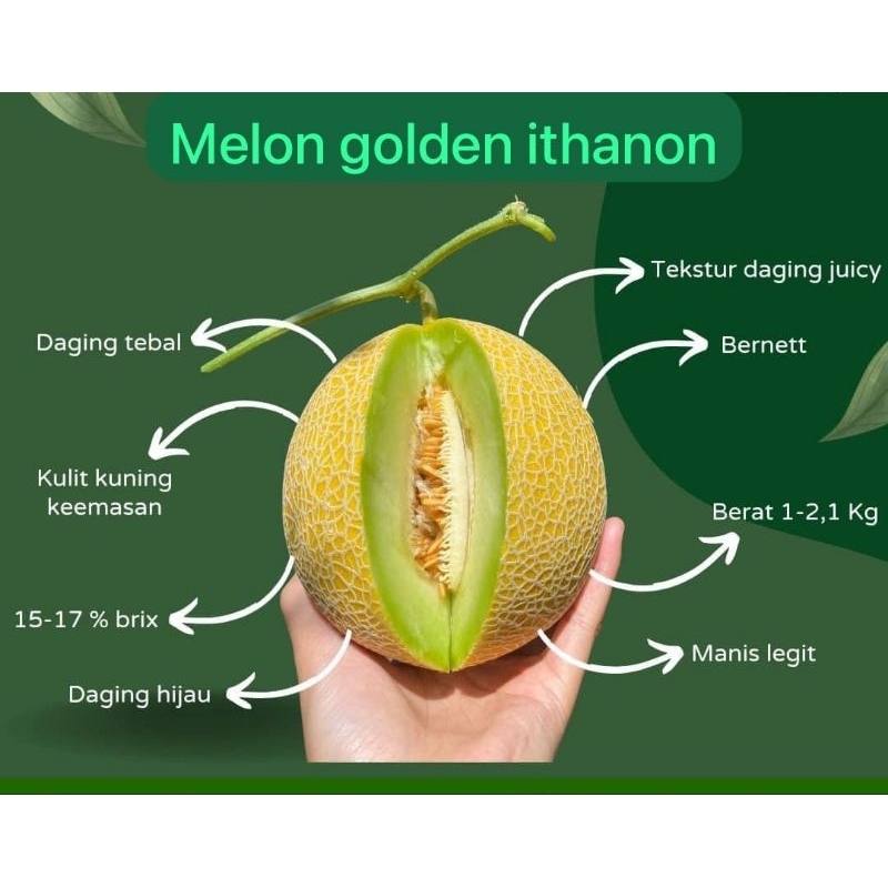 Jual melon emerald inthanon|melon emerald|melon premium|buah melon|nuri ...