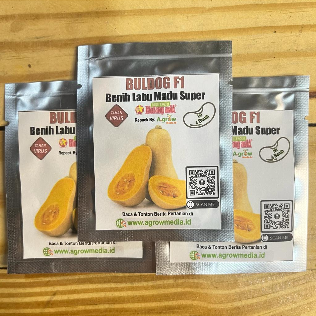 Jual 4 Benih F1 Labu Madu Butternut BULDOG F1 Bibit Biji Super Unggul ...