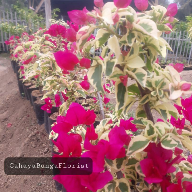 Jual Bunga Bougenville Variegata Merah - Tanaman Hias Bougenville Merah ...