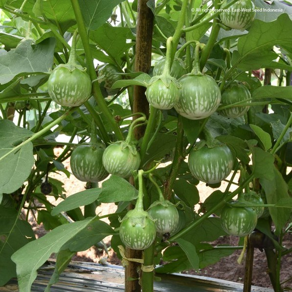 Jual Naturefarm - Terong Hijau Bulat Mini F1 Hibrida - Benih Seribuan ...
