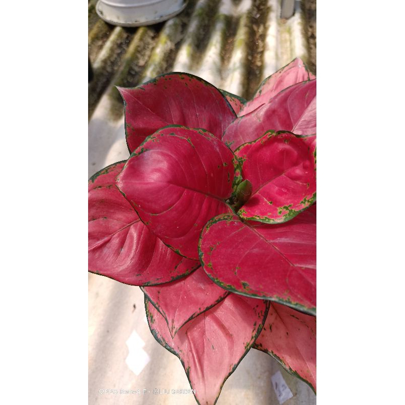 Jual bunga red qwin aglonema bunga red qwen | Shopee Indonesia
