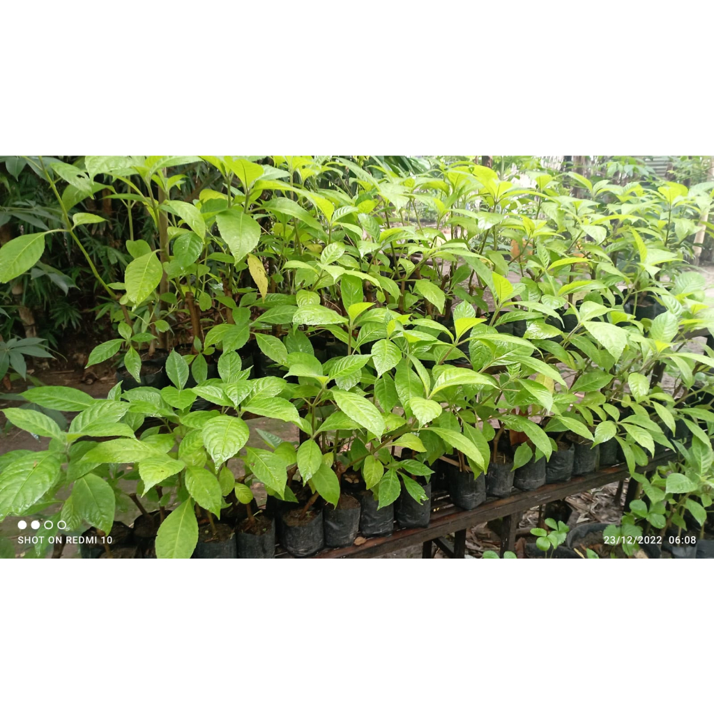 Jual Trichantera Gigantea (beli 10 gratis 1) | Shopee Indonesia