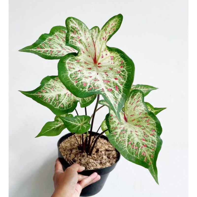 Jual tanaman hias keladi gingerland/keladi totol merah | Shopee Indonesia