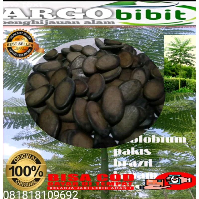 Jual biji solobium parahiba pakis brazil 100%original | Shopee Indonesia