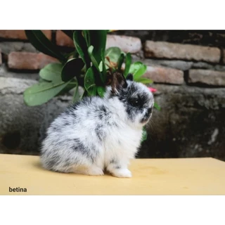 Jual kelinci netherland dwarf Harga Terbaik & Termurah Mei 2024 ...