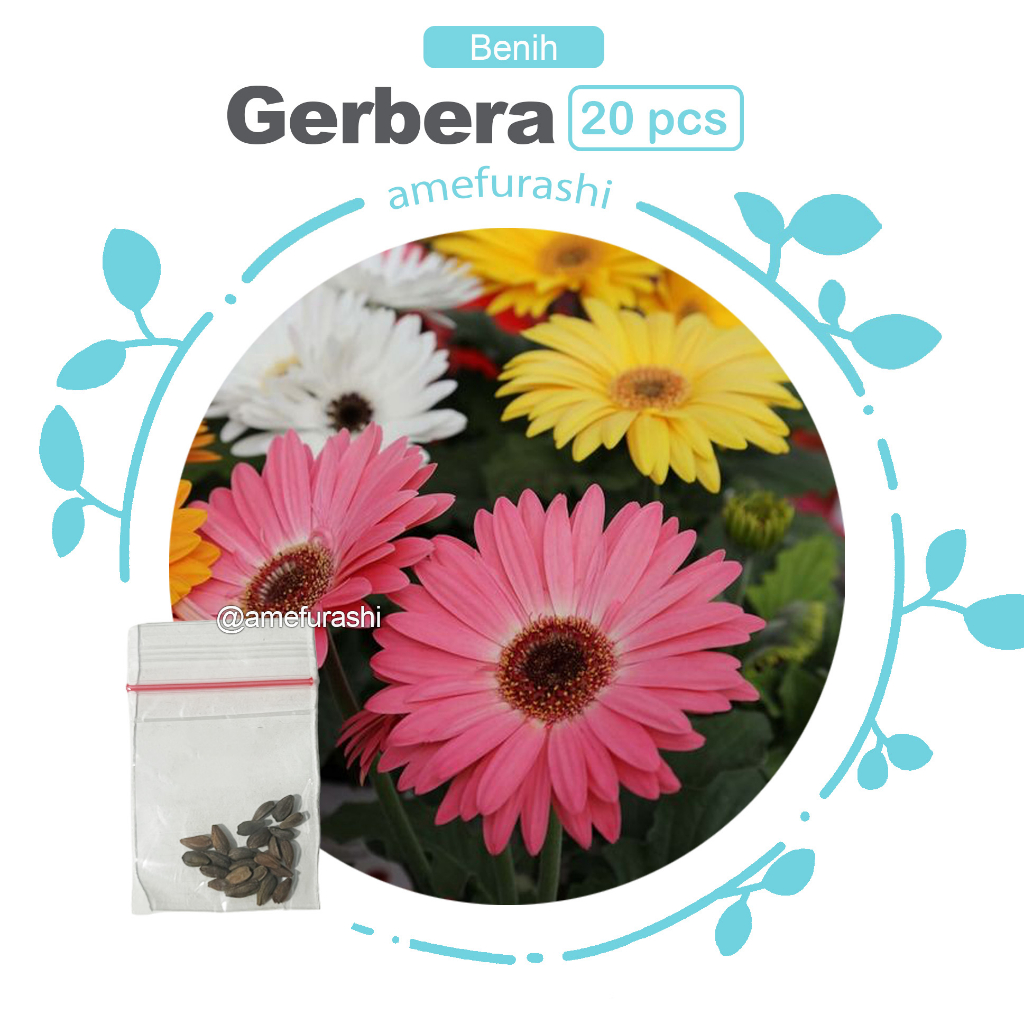 Jual Amefurashi 20 Benih Bibit Biji Bunga Gerbera Daisy Import Flower ...