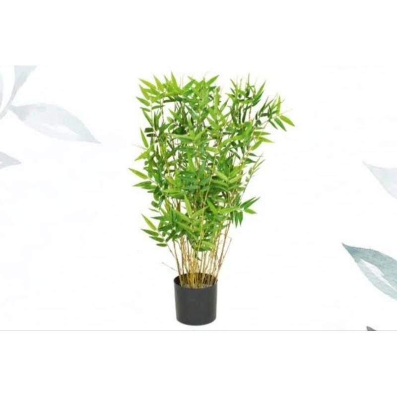 Jual tanaman hias bambu kuning mini kondisi rimbun | Shopee Indonesia