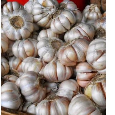 Jual baput dan bamer dll 1kg | Shopee Indonesia