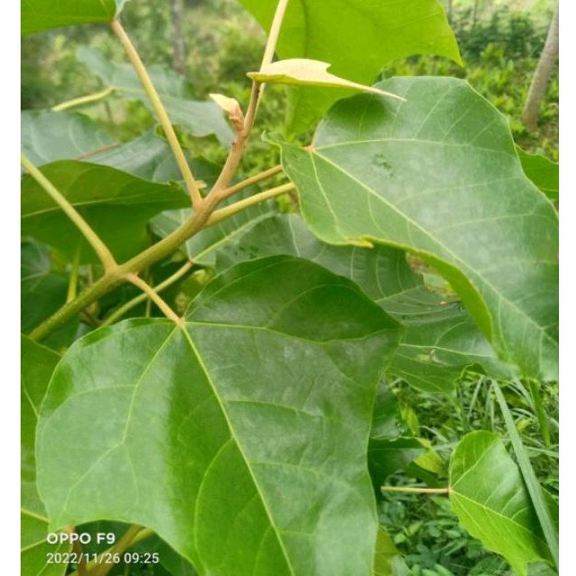 Jual Daun kemiri atau daun muncang per 1 kg | Shopee Indonesia