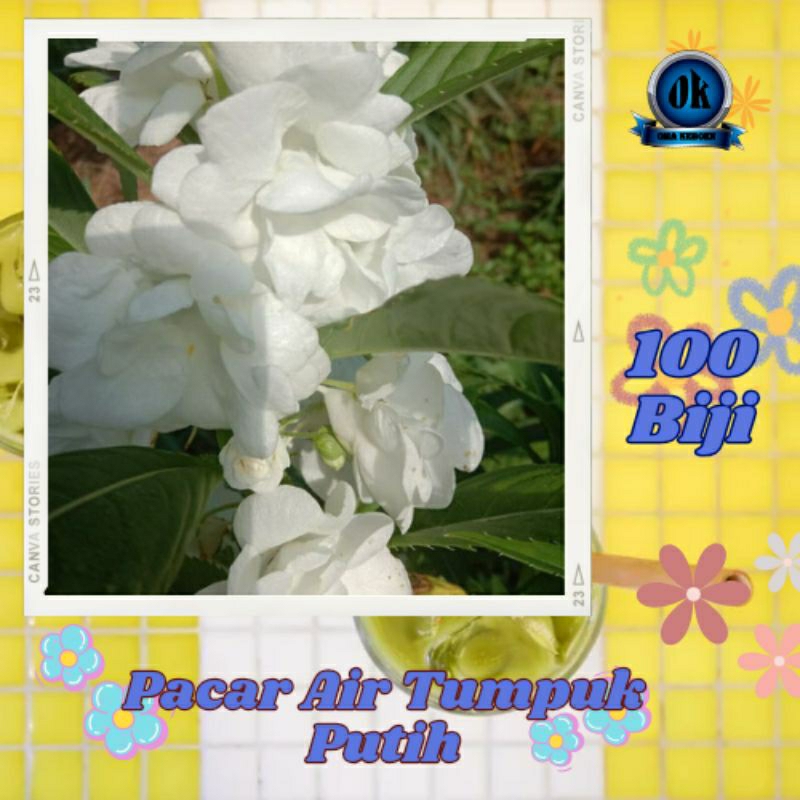 Jual 100 Biji Pacar Air Tumpuk Impatiens Balsamina Putih | Shopee Indonesia