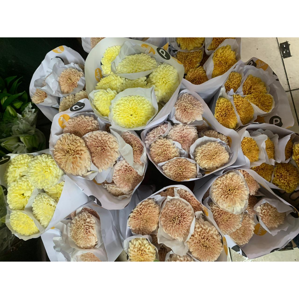 Jual BUNGA GOMPIE POTONG FRESH/ASLI MURAH JAKARTA | Shopee Indonesia