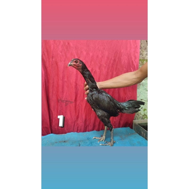 Jual ayam laga betina jenis ganoi vietnam x pakoy | Shopee Indonesia